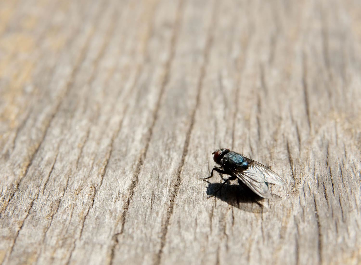 Fly Killers | Professional Fly Control